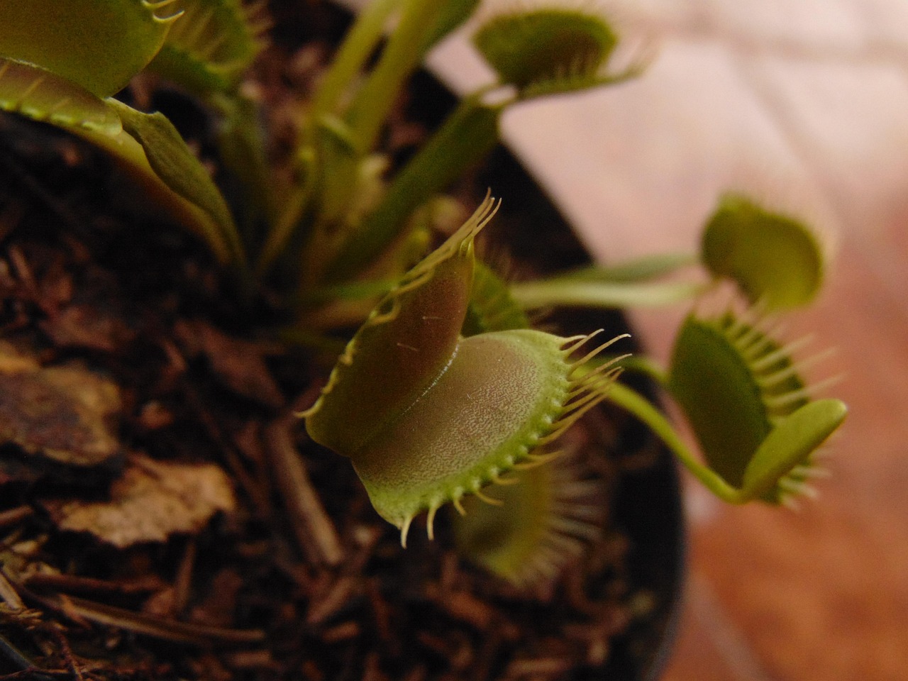 10+ Free Venus Flytrap & Flytrap Images - Pixabay