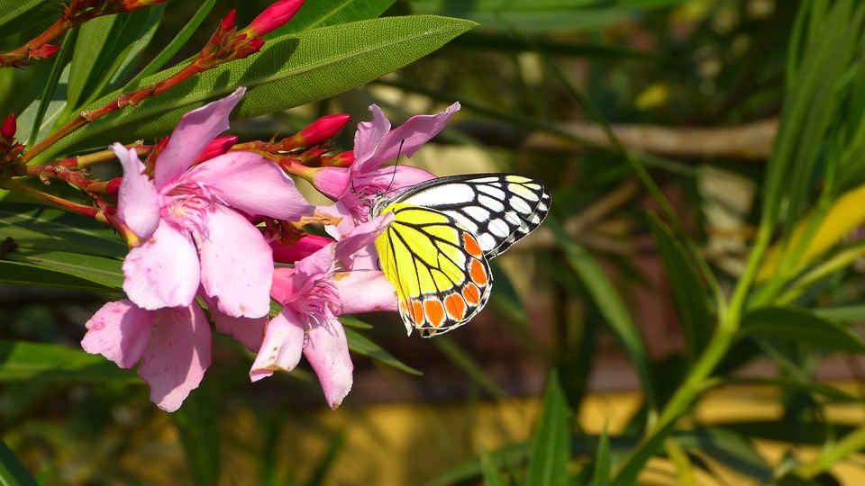 Natur Blume Pflanze - Kostenloses Foto auf Pixabay