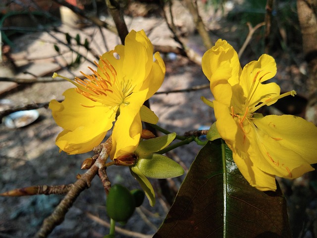 Yellow Apricot Flower In Kien - Free photo on Pixabay - Pixabay