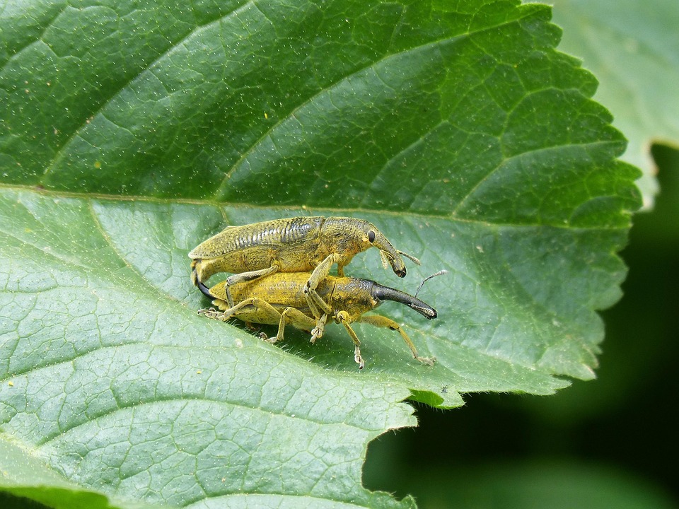 Weevils ของ Mauves แมลโลด้วง แผ่น - ภาพฟรีบน Pixabay