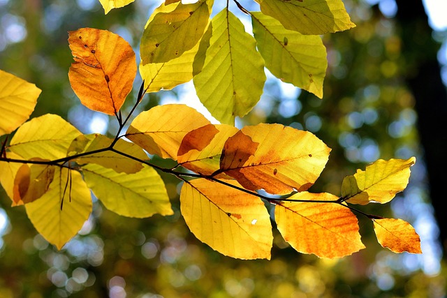 Feuille La Nature Tombe - Photo gratuite sur Pixabay - Pixabay