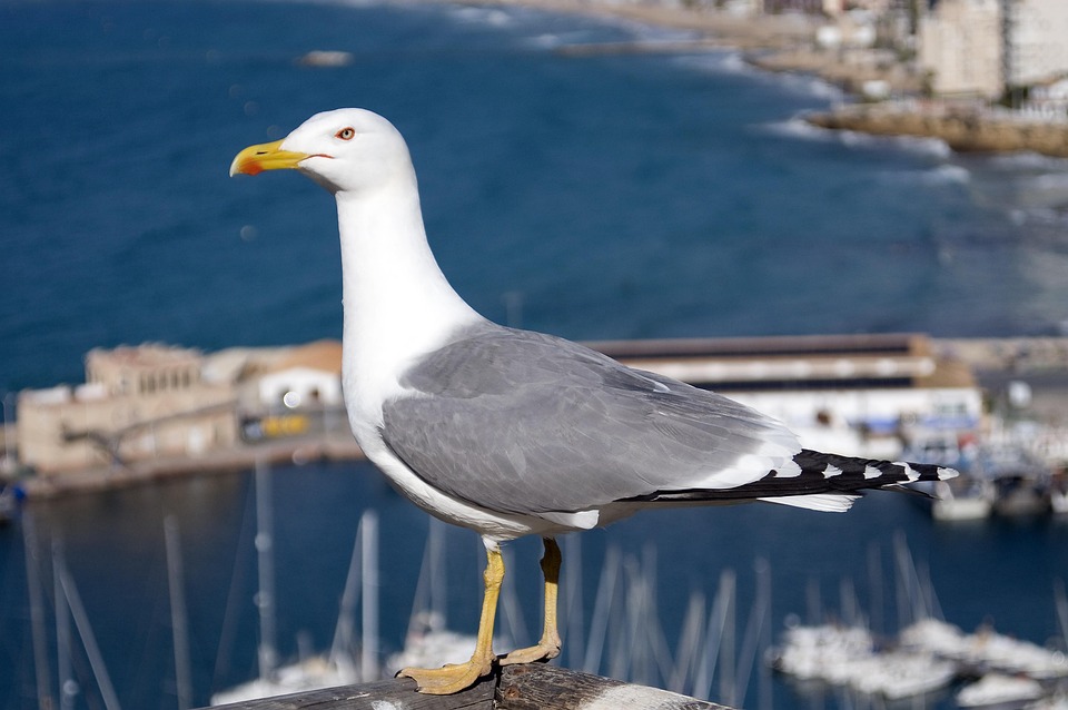 Seagull Gull Water - Free photo on Pixabay