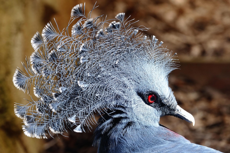Crowned Pigeon Birds - Free photo on Pixabay - Pixabay