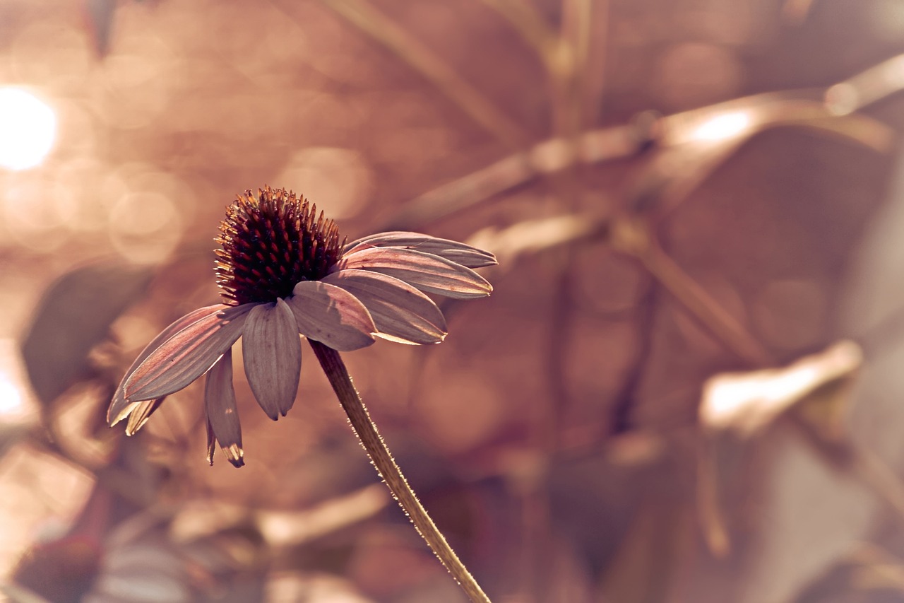 Fleur Nature Flore En Plein - Photo gratuite sur Pixabay - Pixabay