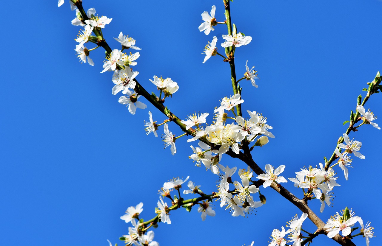 1,000+ Free Plum Blossom & Spring Images - Pixabay