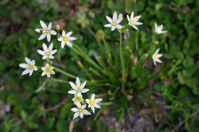 Bunga Alam Flora Musim - Foto gratis di Pixabay - Pixabay