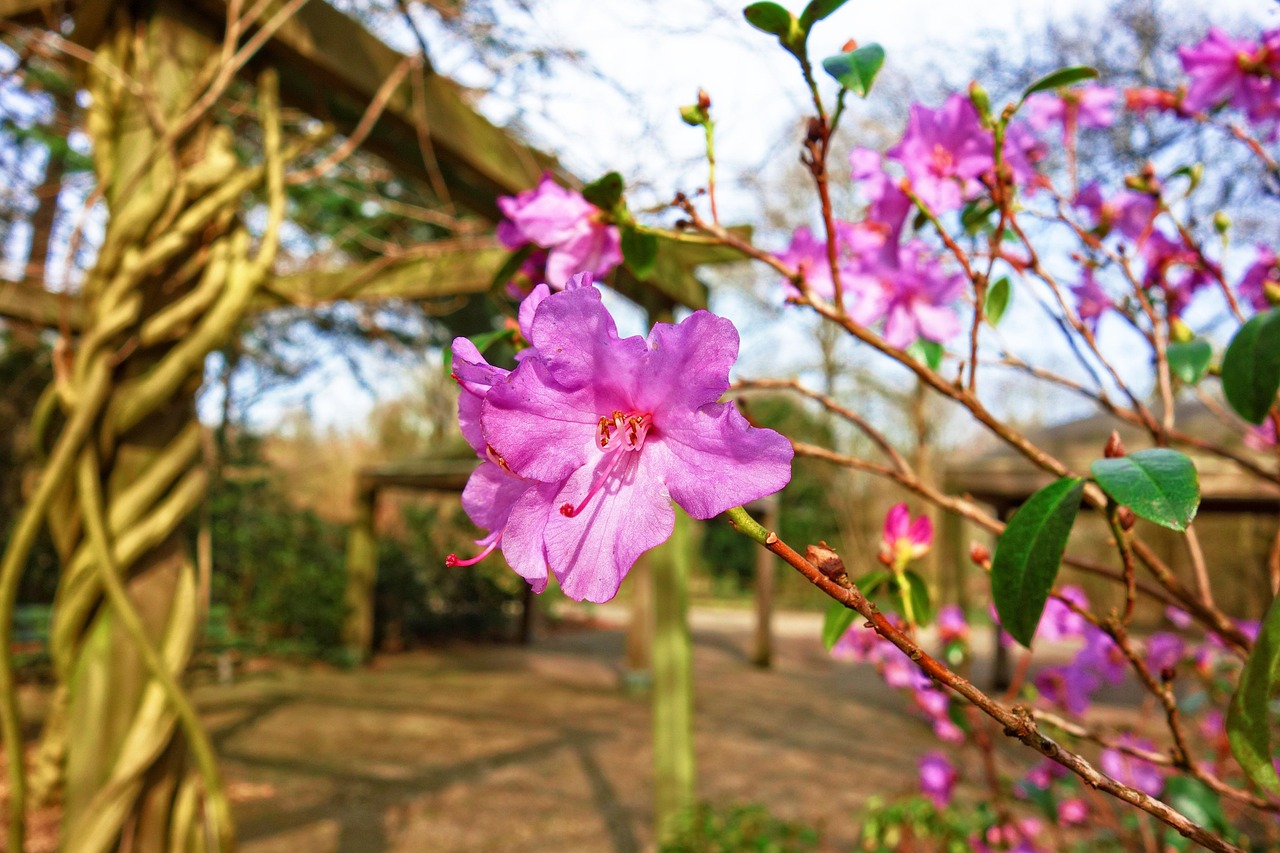 Azalea Pink Flower - Free photo on Pixabay - Pixabay