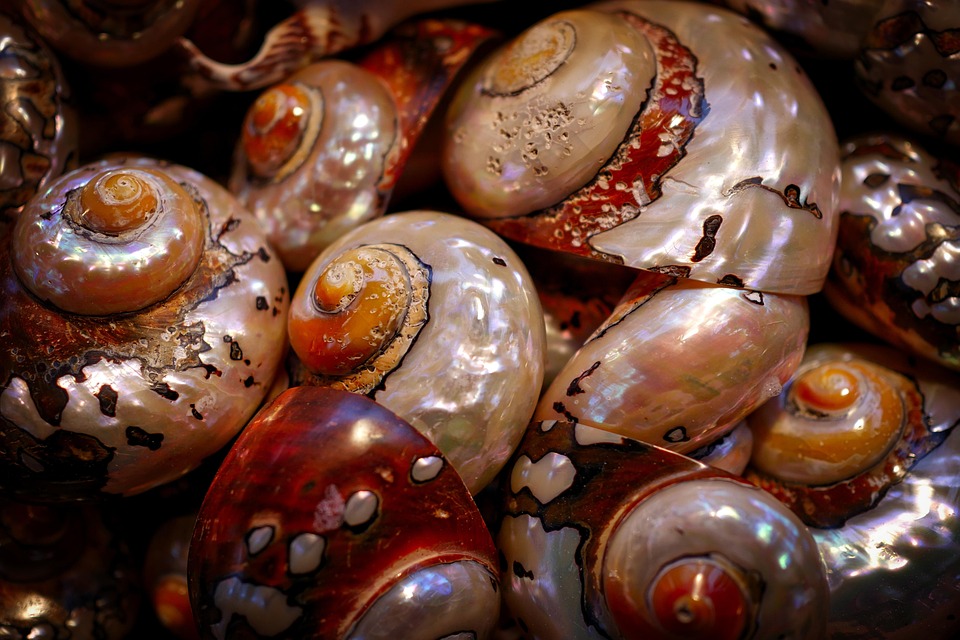 Food Background Shellfish Mother - Free photo on Pixabay