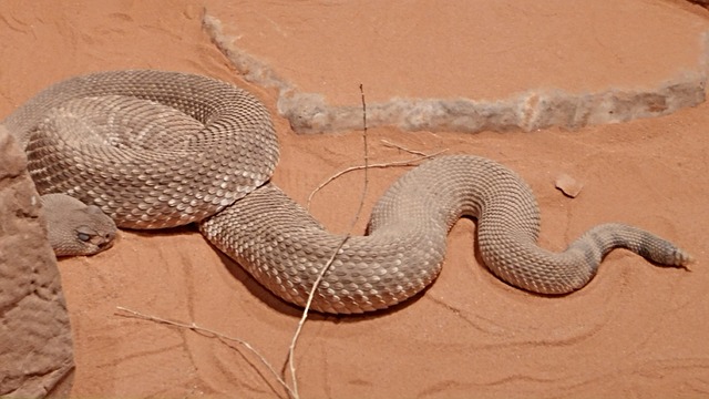 Serpent Nature Animal - Photo gratuite sur Pixabay - Pixabay