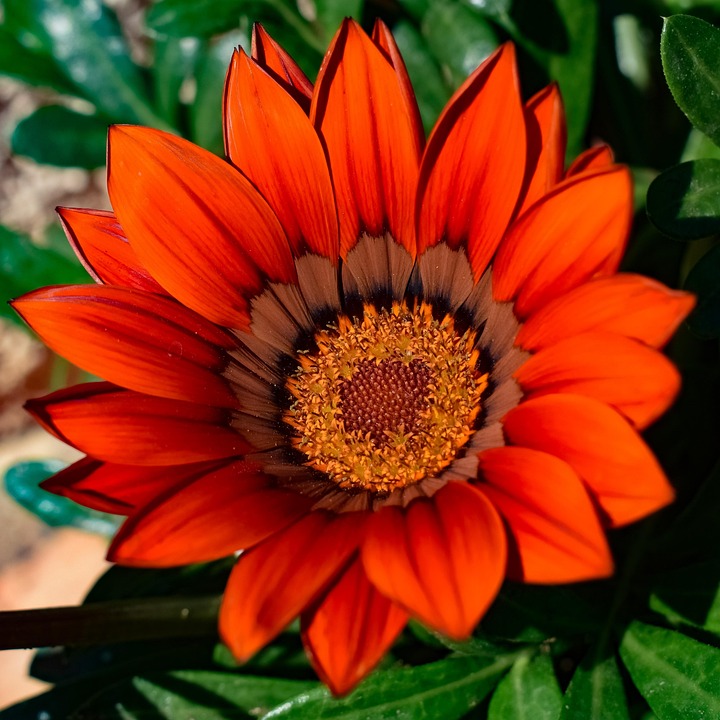 Gazania Bunga Flora Daun - Foto gratis di Pixabay - Pixabay