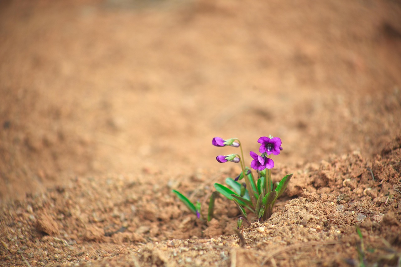 Nature Loneliness Plant - Free photo on Pixabay - Pixabay