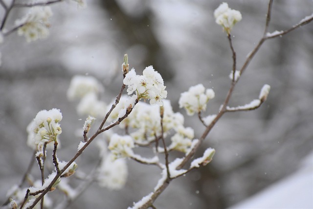 Branch Tree Flower - Free photo on Pixabay