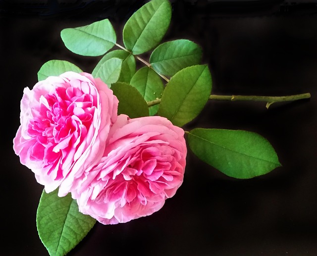 Bunga Merah Jambu Mawar - Foto gratis di Pixabay - Pixabay