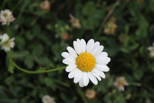 Flower Nature Flora - Free photo on Pixabay