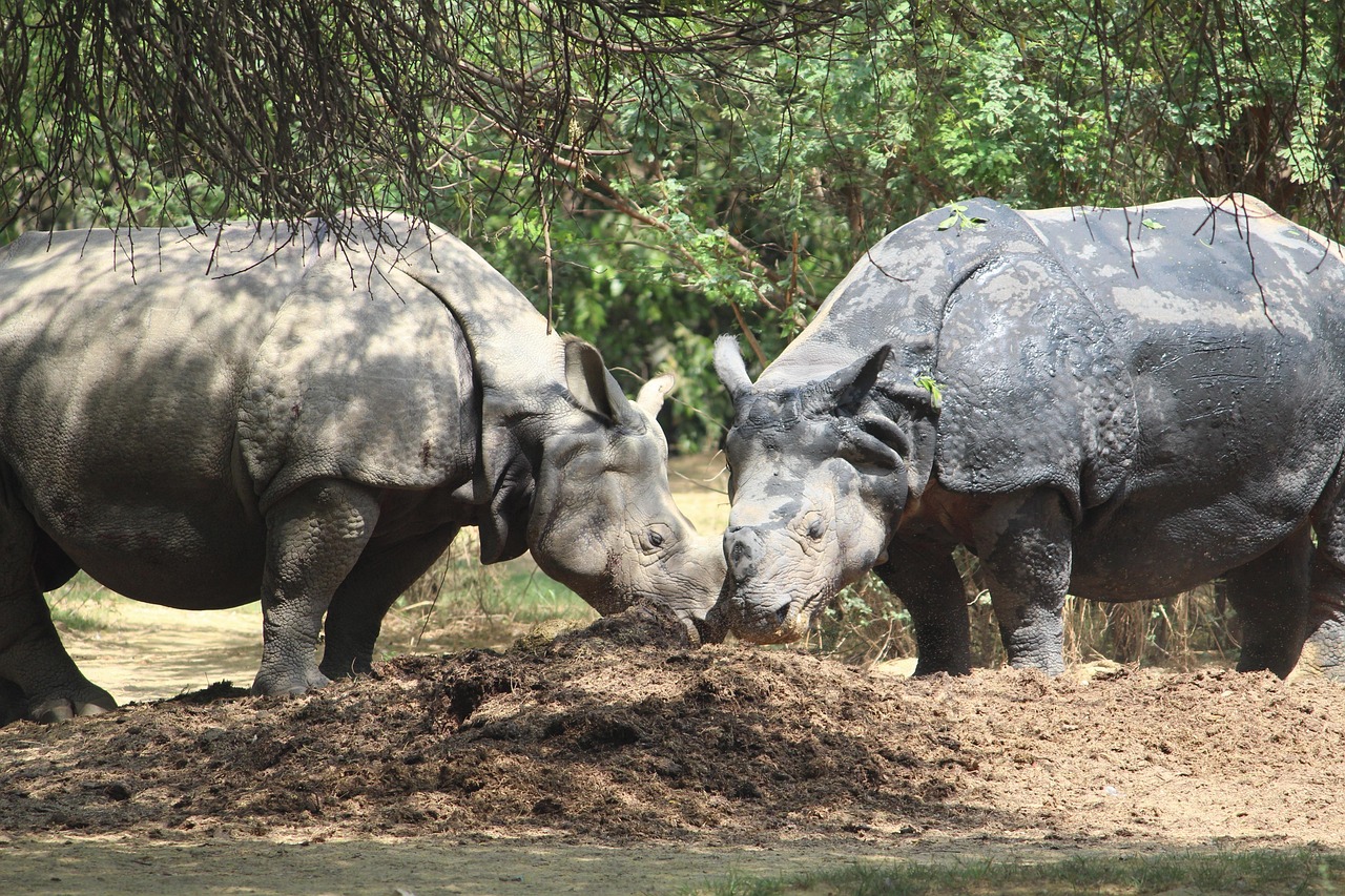 Rinoceronte Jardim Zoológico Casal - Foto gratuita no Pixabay - Pixabay