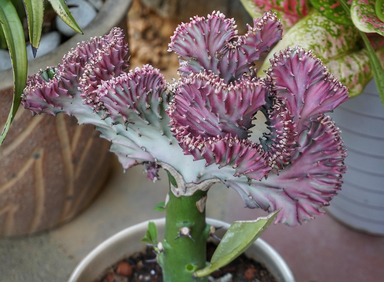 Echeveria Meridian Flora Pot - Free photo on Pixabay