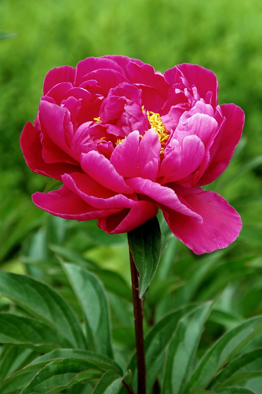 2,000+ Free Peony & Nature Photos - Pixabay