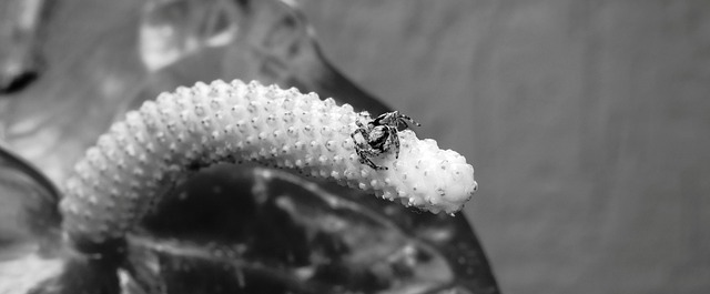 Black And White Insect Ladybug - Free photo on Pixabay - Pixabay