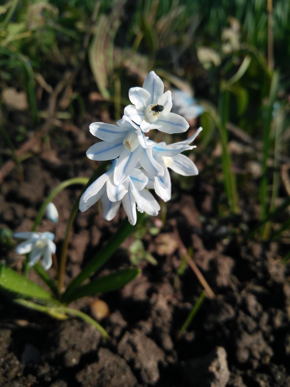 Natureza Plantar Flor - Foto gratuita no Pixabay - Pixabay