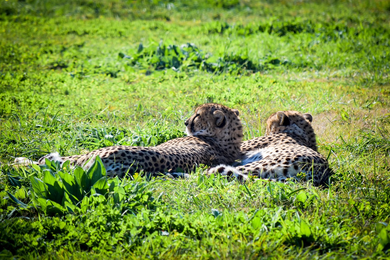 Cheetah Nature Wildlife - Free photo on Pixabay - Pixabay