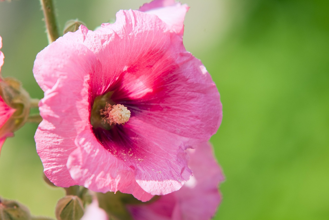 Semacam Tumbuhan Bunga Alam - Foto gratis di Pixabay - Pixabay