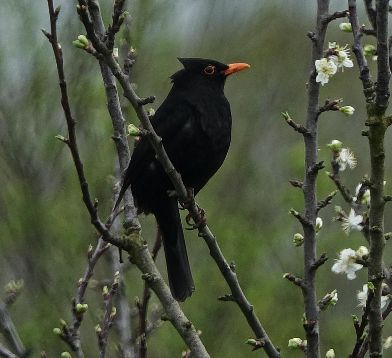 Bird Blackbird Fauna - Free photo on Pixabay - Pixabay