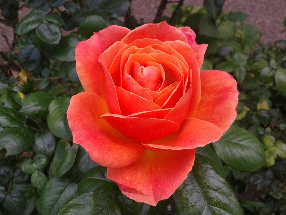 Fleur Rose Flore - Photo gratuite sur Pixabay - Pixabay