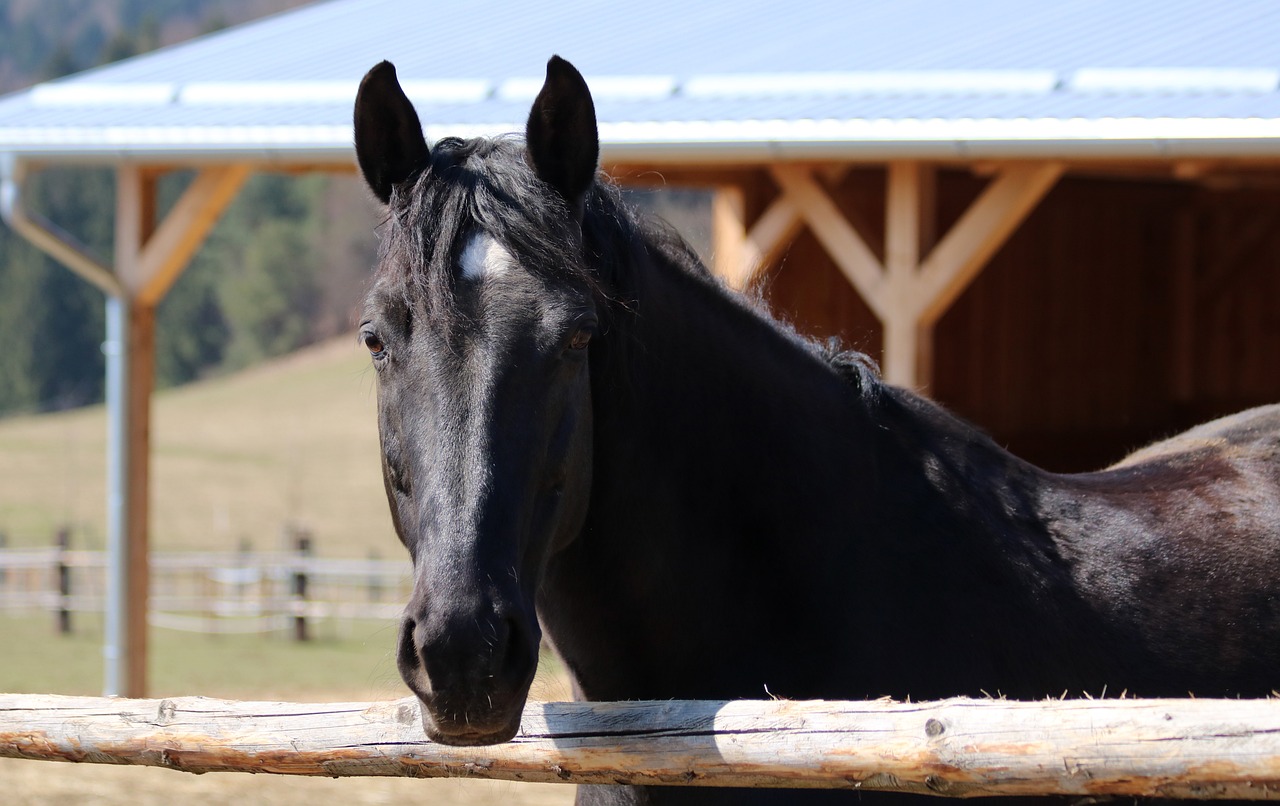 100,000+ Free Black Horse & Horse Images - Pixabay