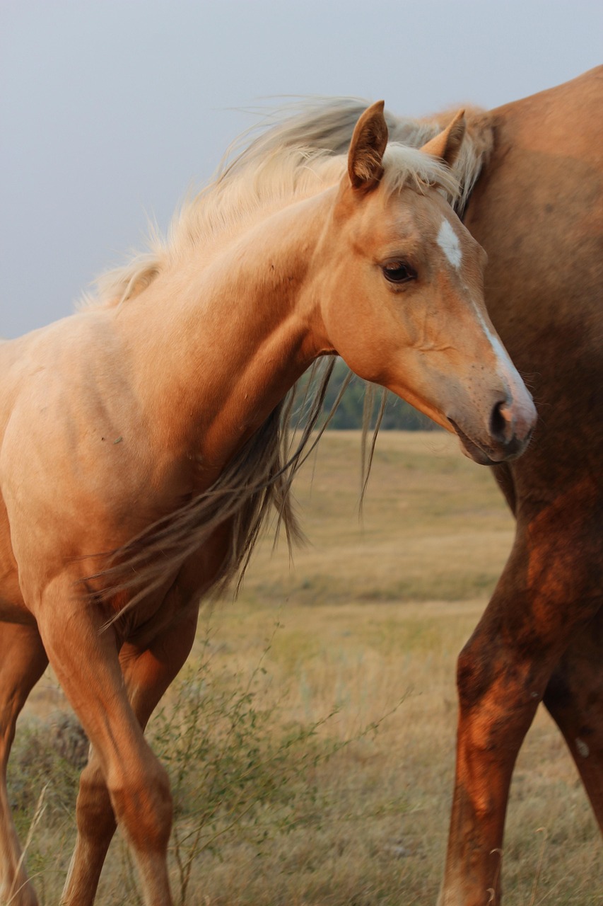 80+ Free Mare Colt & Colt Images - Pixabay