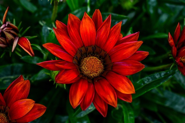 Bunga Tanaman Alam - Foto gratis di Pixabay - Pixabay