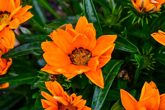Flower Plant Nature - Free photo on Pixabay