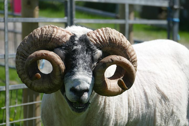 200+ Free Ram & Sheep Photos - Pixabay