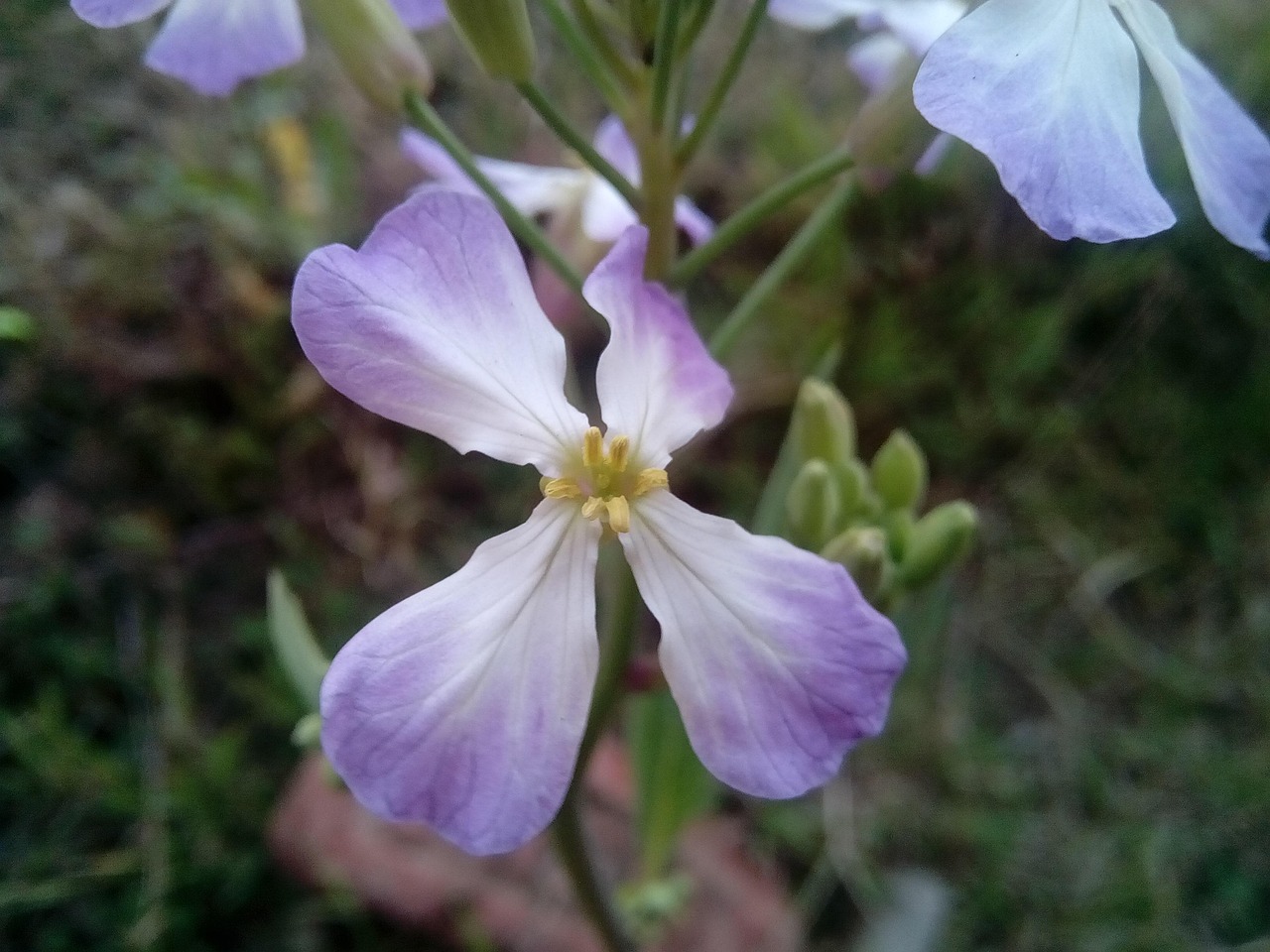 Flor Flora Natureza - Foto gratuita no Pixabay - Pixabay