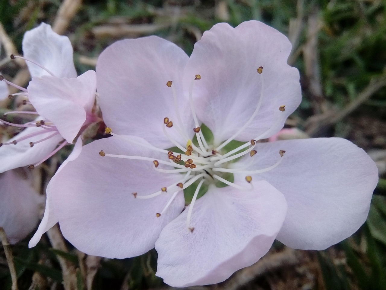 Fleur Nature Flore En Plein - Photo gratuite sur Pixabay - Pixabay