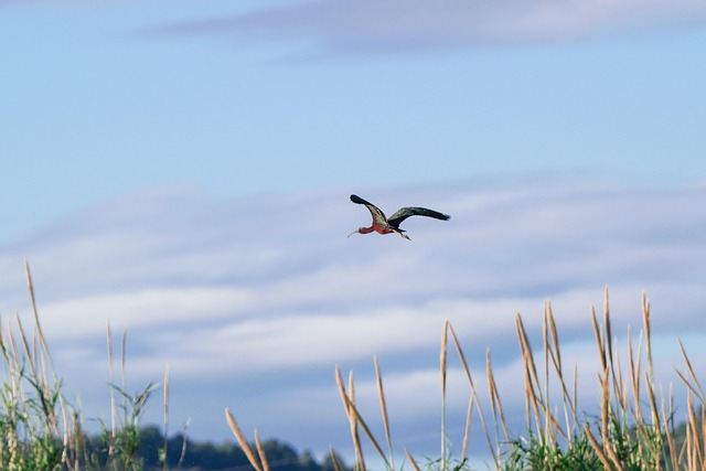Aves Naturaleza Cielo Aire - Foto gratis en Pixabay - Pixabay