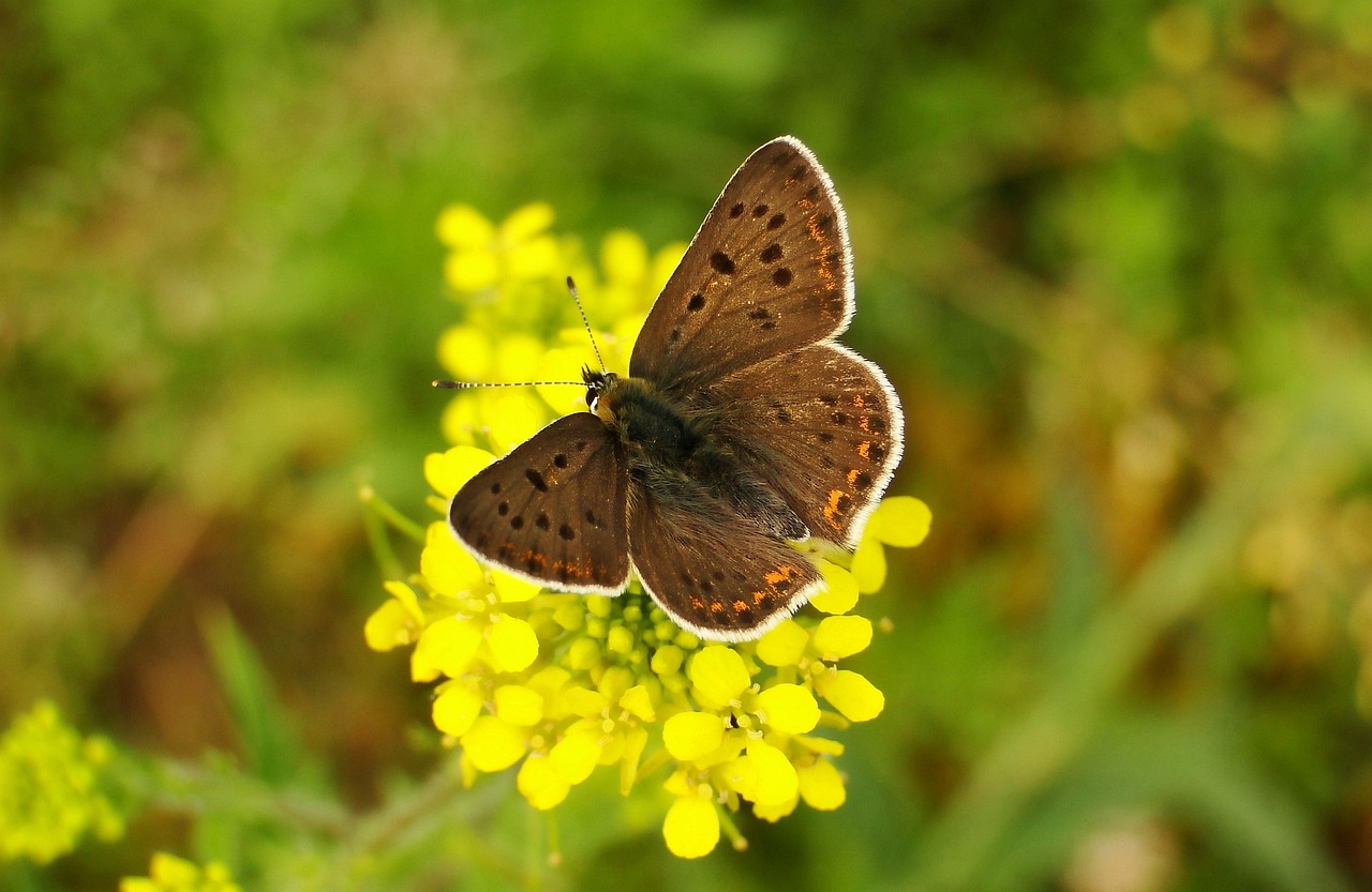 Nature Les Papillons Diurnes - Photo gratuite sur Pixabay - Pixabay