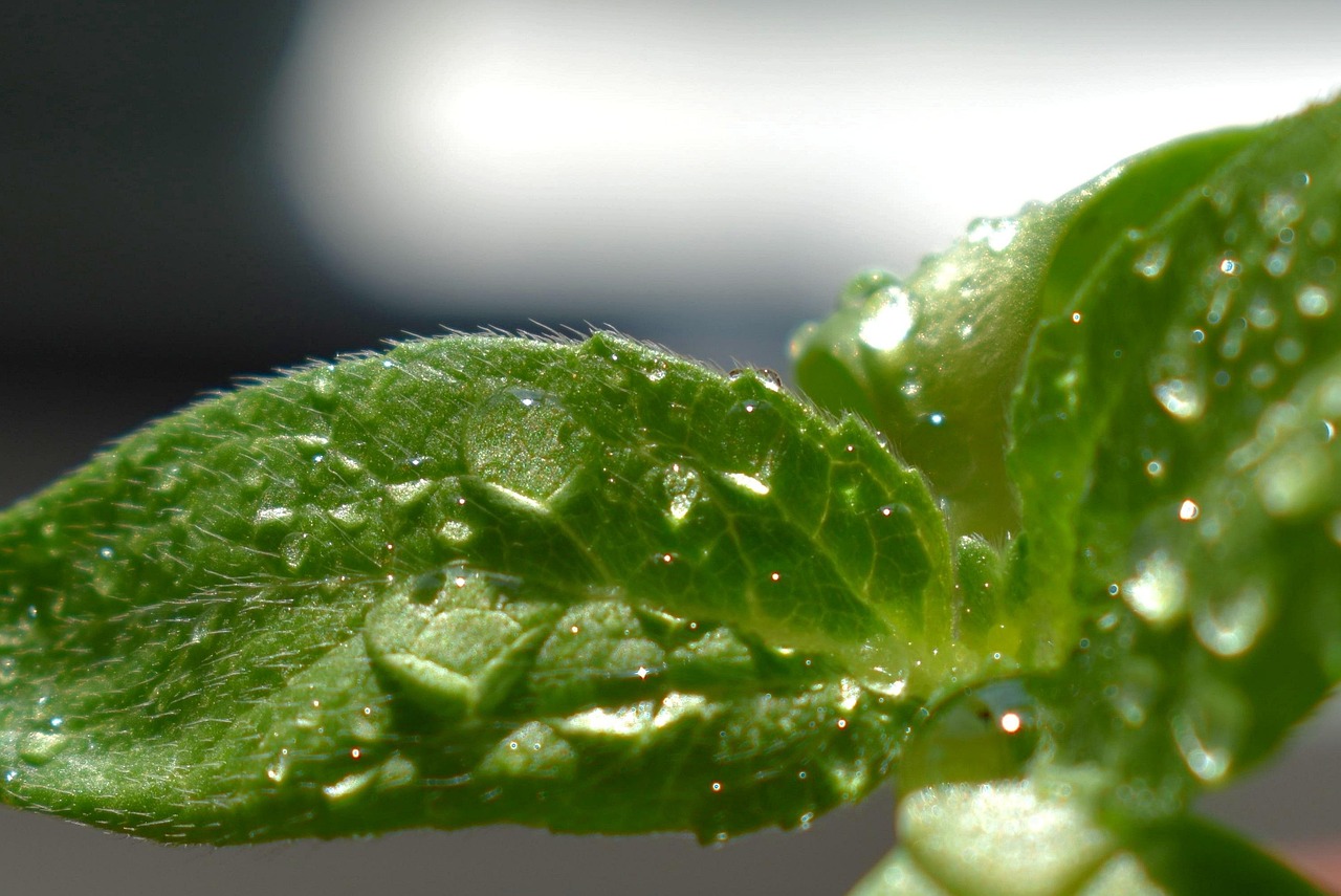 Sheet Plant Macro - Free photo on Pixabay - Pixabay