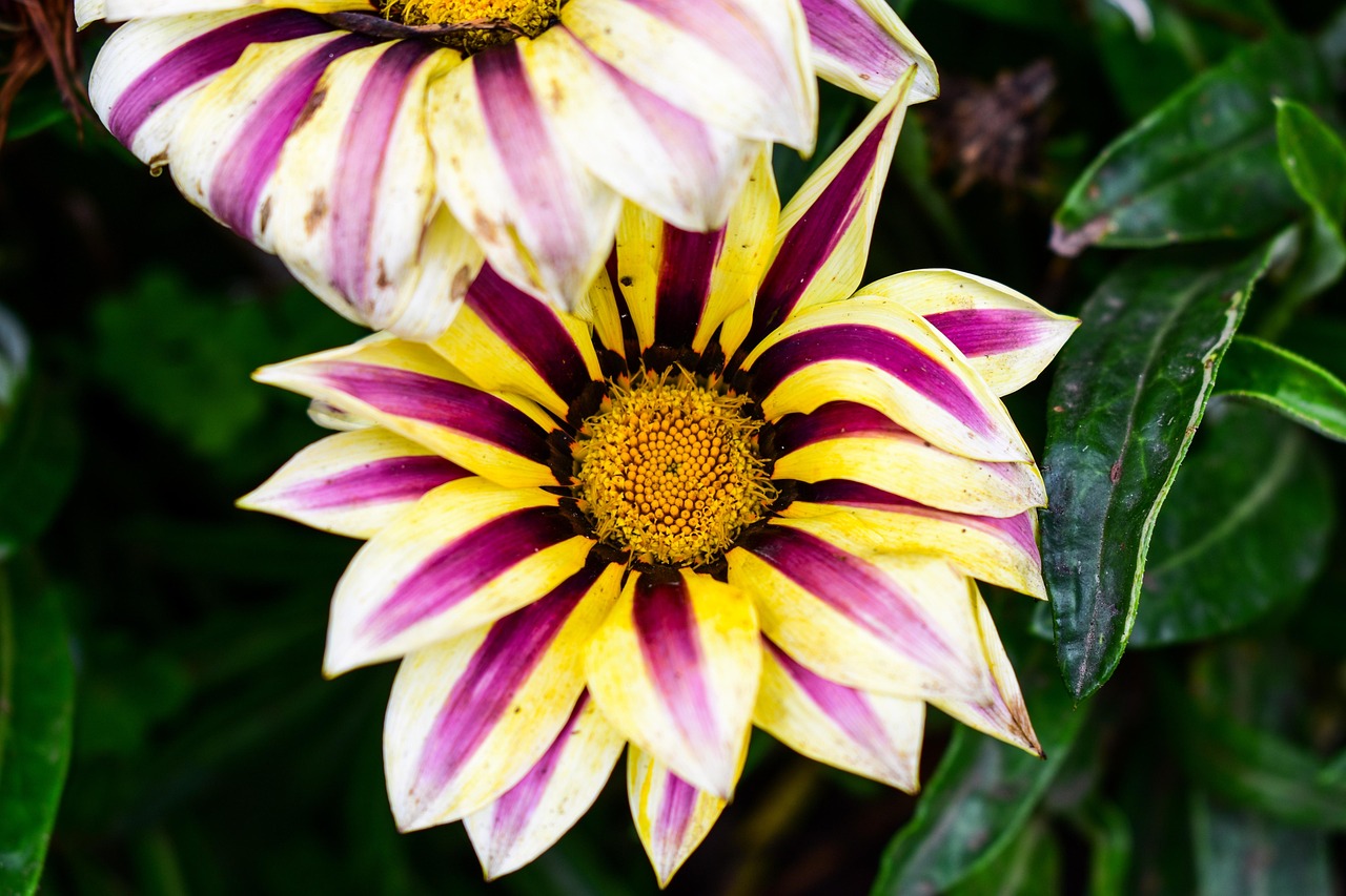 Sitemapcdatahttpsshopinf Inetcomphoto De Profil Nature Fleur