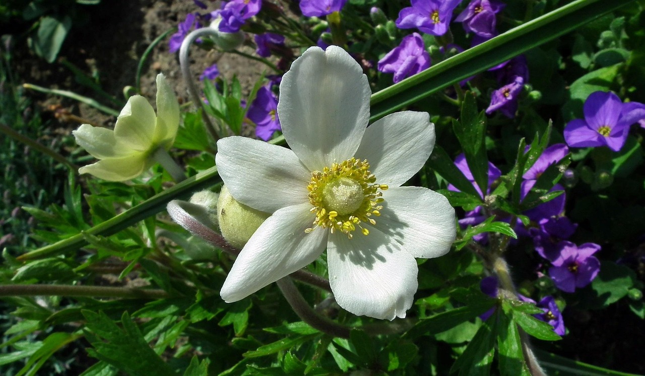 Flor Anémona Naturaleza - Foto gratis en Pixabay - Pixabay