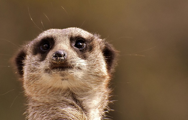 Suricata Animal Natureza Jardim - Foto gratuita no Pixabay - Pixabay