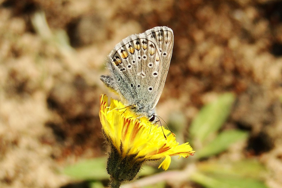 Nature Les Papillons Diurnes - Photo gratuite sur Pixabay
