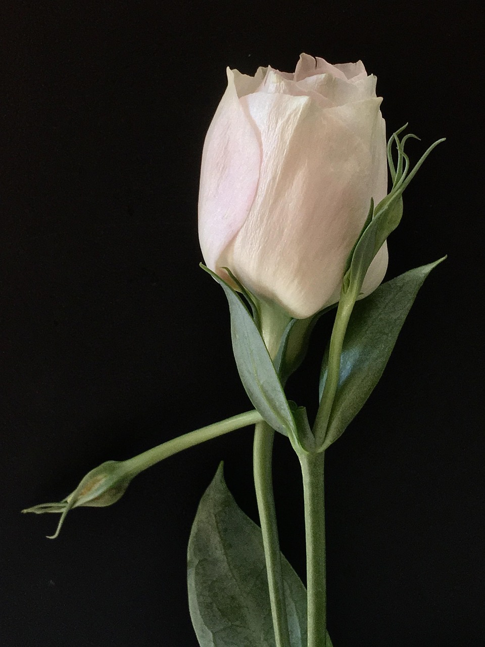 White Flower Petals - Free photo on Pixabay