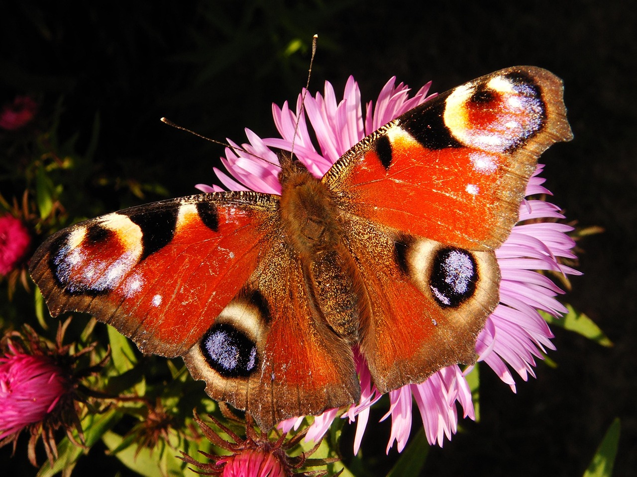 Nature Les Papillons Diurnes - Photo gratuite sur Pixabay - Pixabay