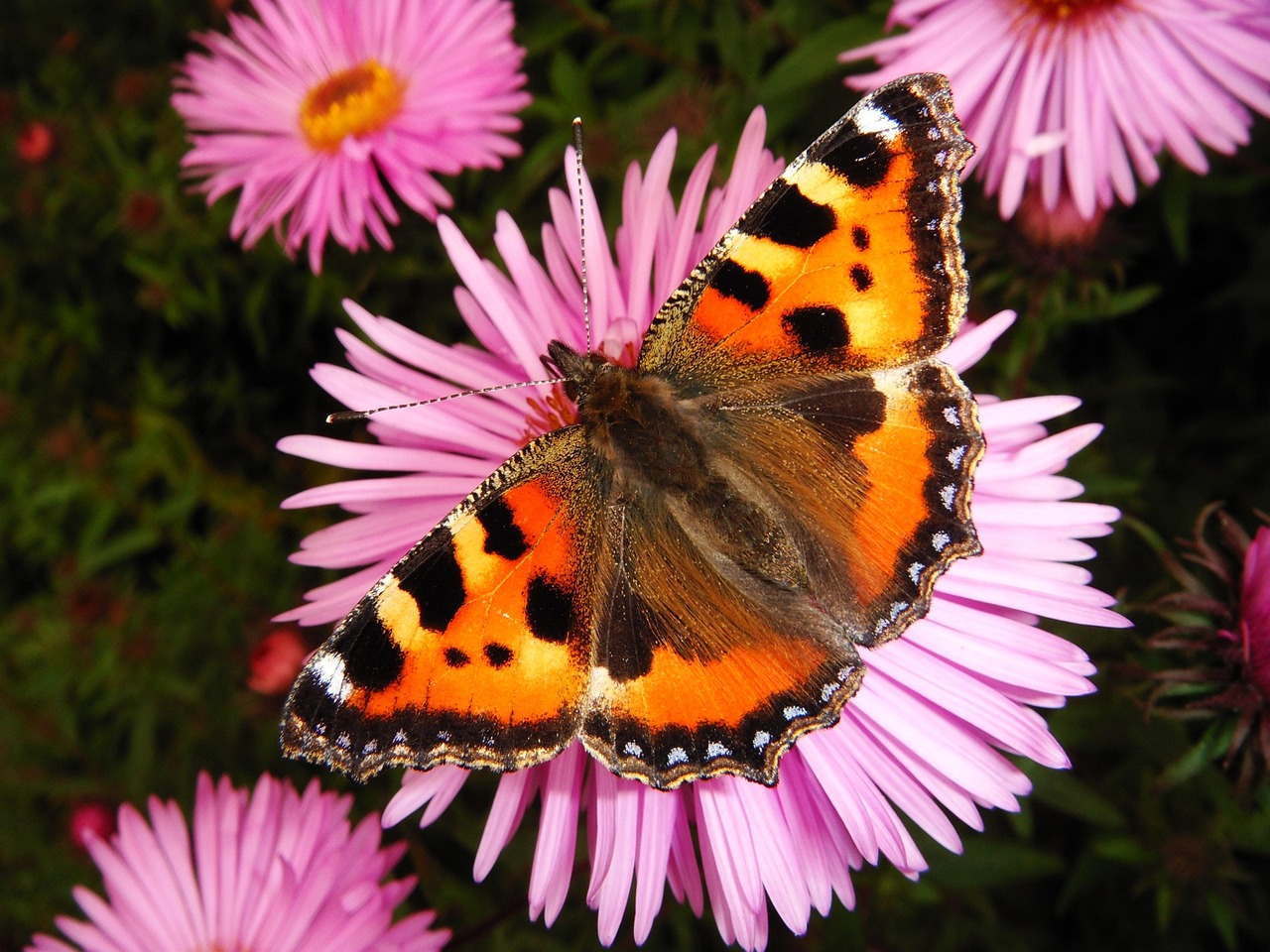 200+ Free Butterfly On Flowers & Nature Images - Pixabay
