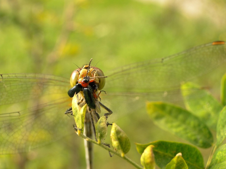Nature Insect Animals - Free photo on Pixabay