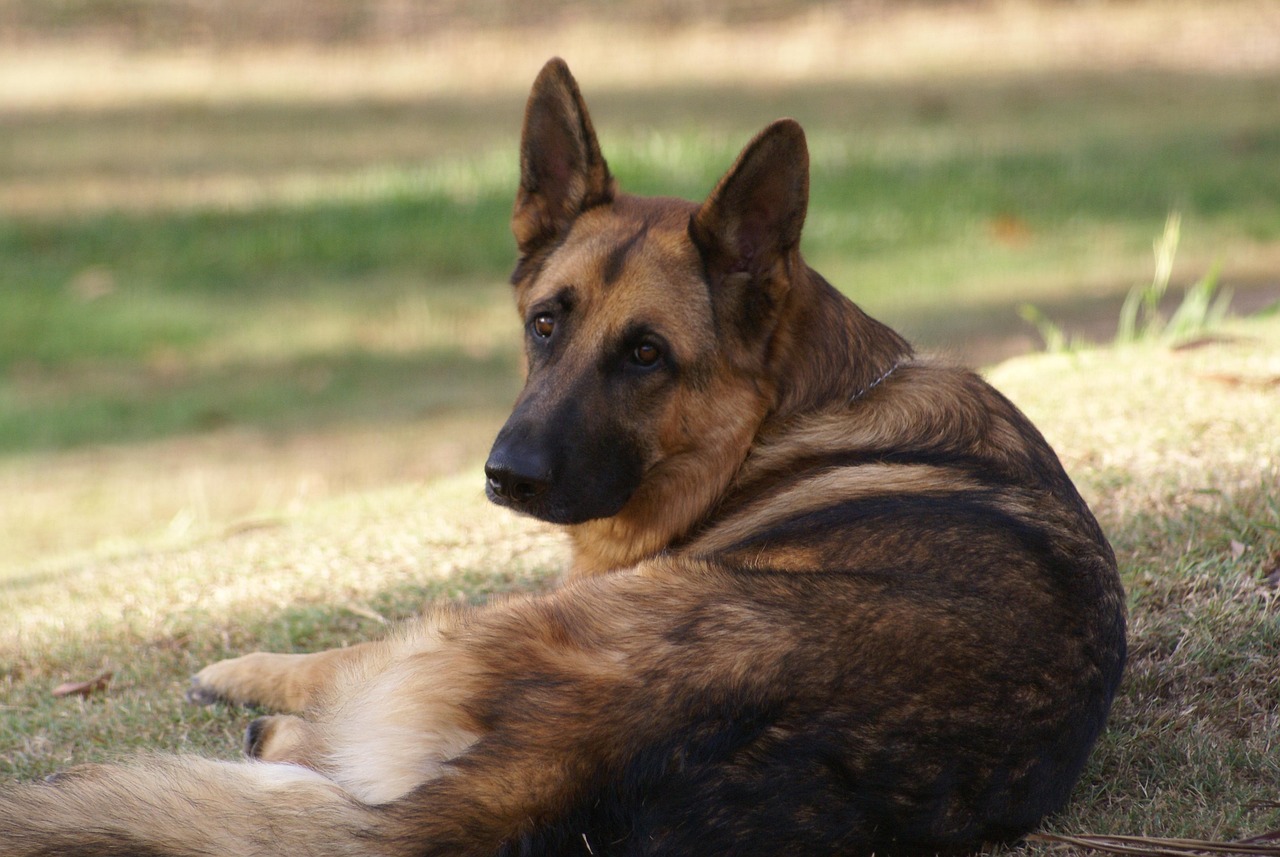 Cachorro Mamífero Animal Bicho De - Foto gratuita no Pixabay - Pixabay