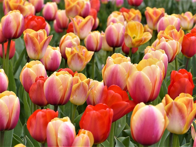 Tulipe Jardin La Nature - Photo gratuite sur Pixabay - Pixabay