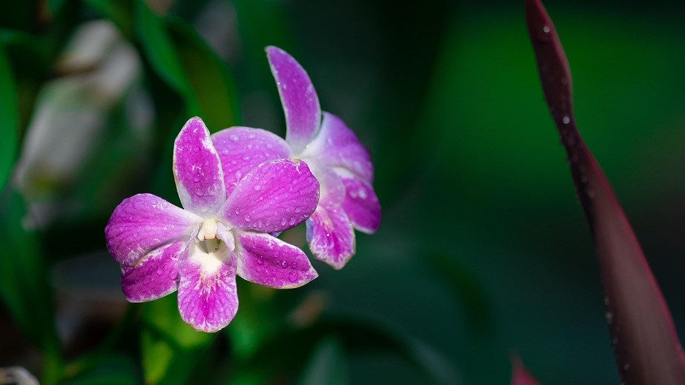 Flower Orchid - Free photo on Pixabay