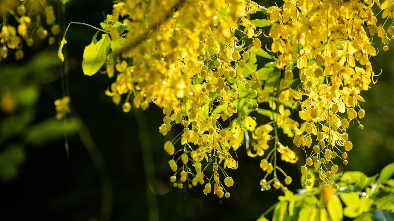 10+ Free Ratchaphruek & Flower Images - Pixabay