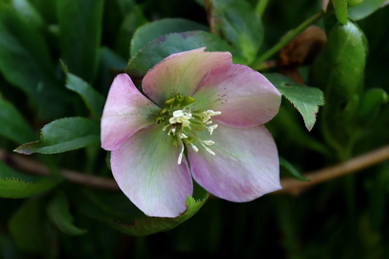 400+ Free Hellebore & Nature Images - Pixabay